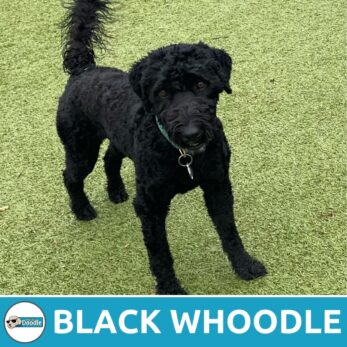 Types Of Whoodle Colors: Photo Gallery & Complete Guide