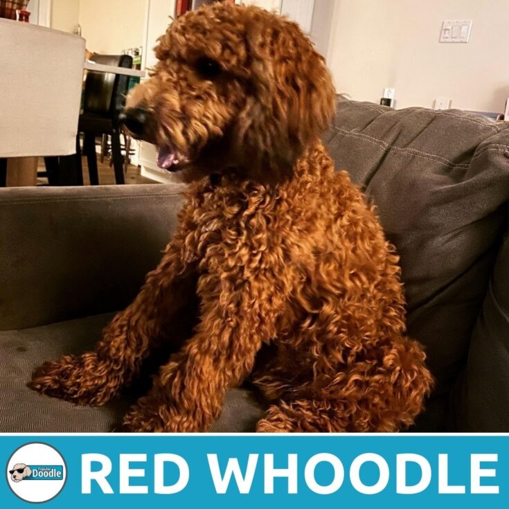 Types Of Whoodle Colors: Photo Gallery & Complete Guide