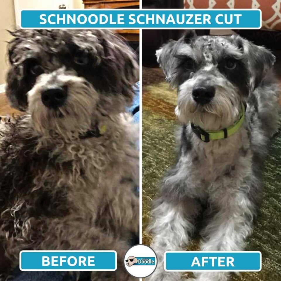 Schnoodle Haircut Styles: Before & After Grooming Photos!