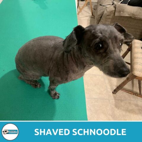 Schnoodle Haircut Styles: Before & After Grooming Photos!
