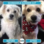 Schnoodle Haircut Styles: Before & After Grooming Photos!