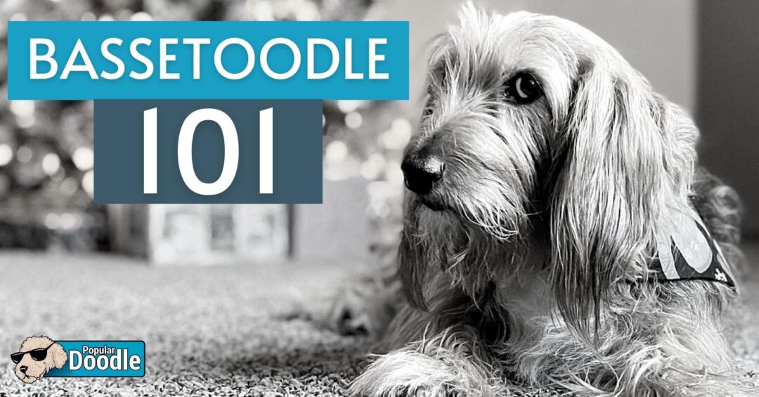 Bassetoodle 101: FAQs About the Basset Hound Poodle Mix Breed