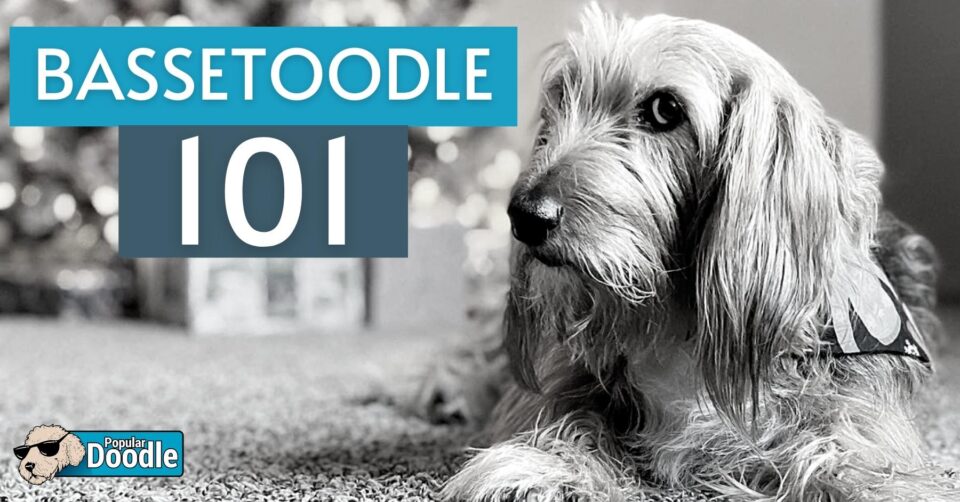Bassetoodle 101: FAQs About the Basset Hound Poodle Mix Breed