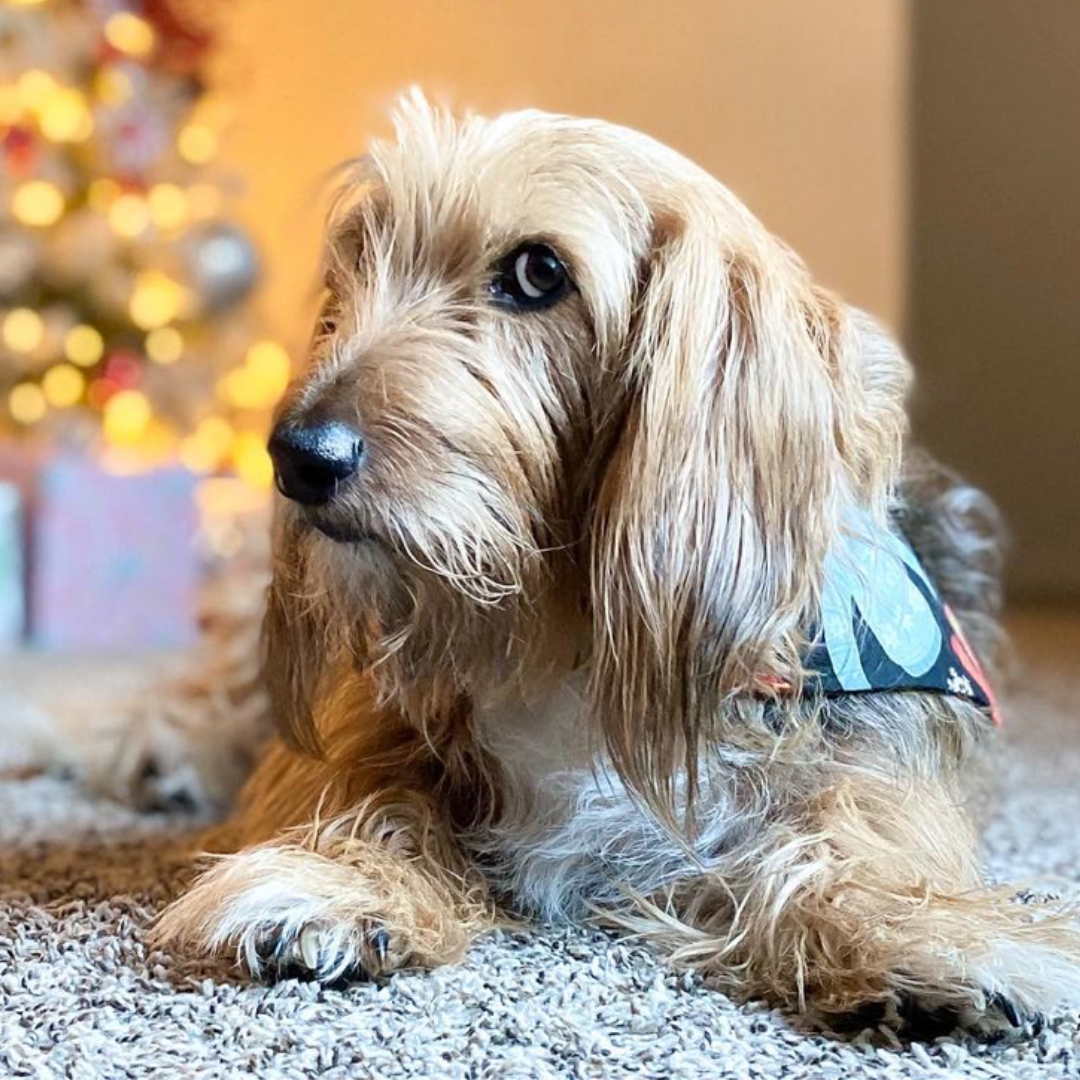 Doodle Breeds - Popular Doodle