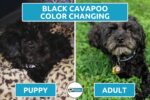 Black Cavapoos: 10 Must-Know Facts About This Color!