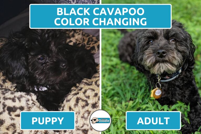Black Cavapoos: 10 Must-Know Facts About This Color!