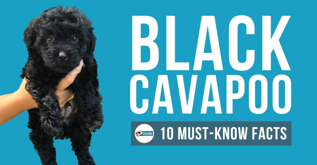 Black Cavapoos: 10 Must-Know Facts About This Color!