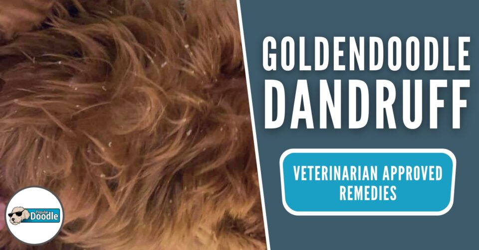 Does Your Goldendoodle Have Itchy Skin? Here's How to Help!