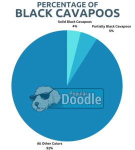 Black Cavapoos: 10 Must-Know Facts About This Color!