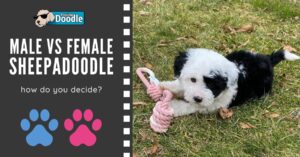 What is a Reverse F1B Sheepadoodle?