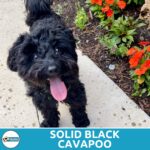 Black Cavapoos: 10 Must-Know Facts About This Color!