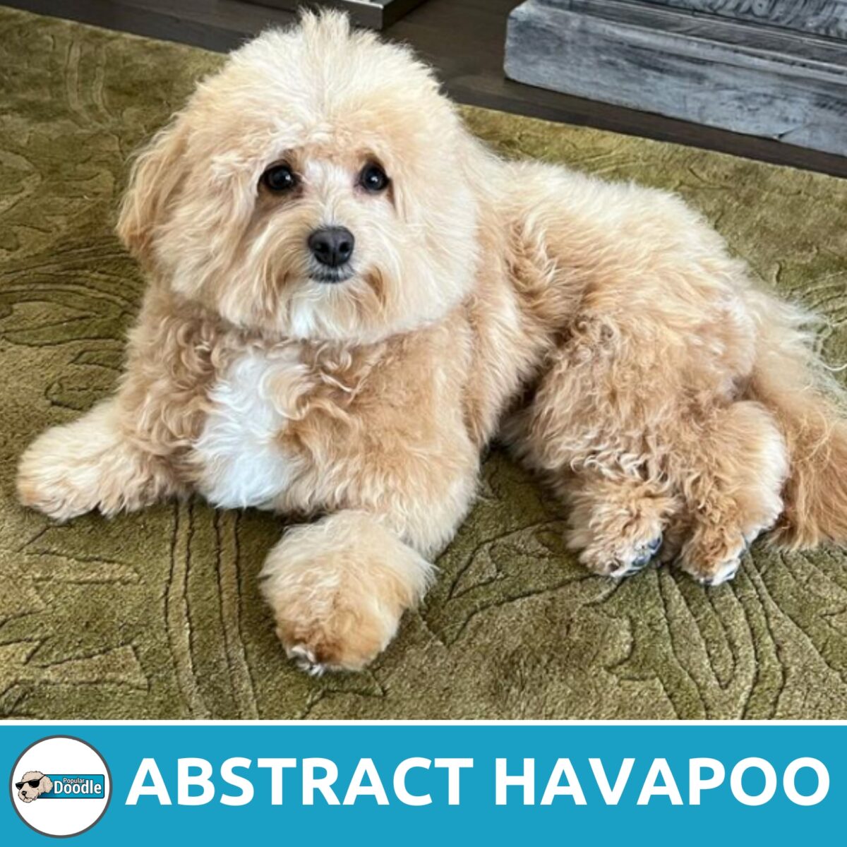 Havapoo Colors: Photo Gallery & Complete Guide