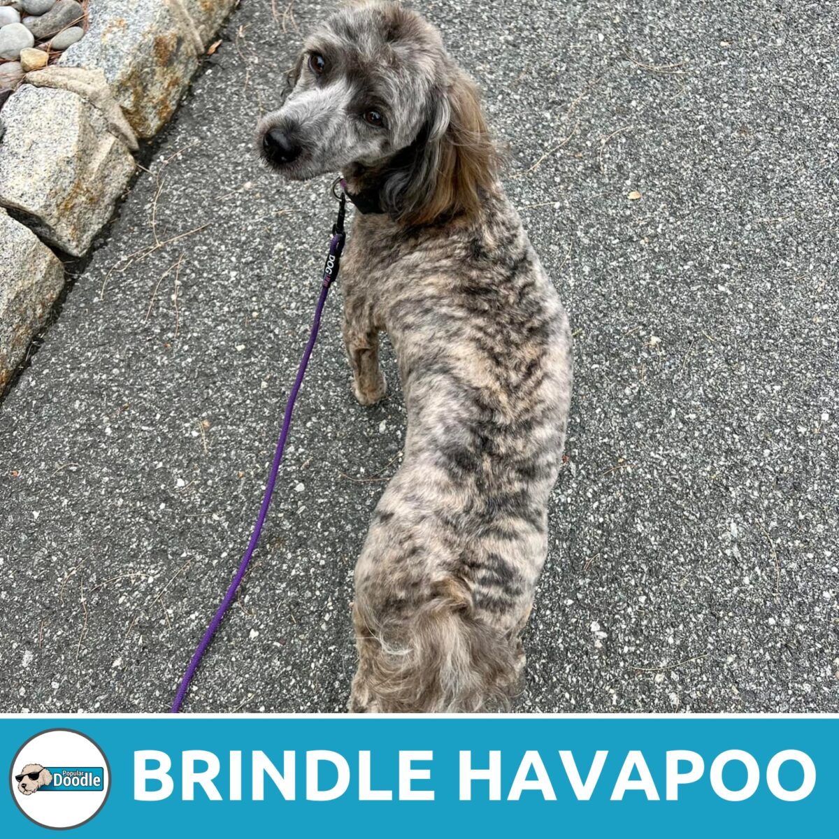 Havapoo Colors: Photo Gallery & Complete Guide