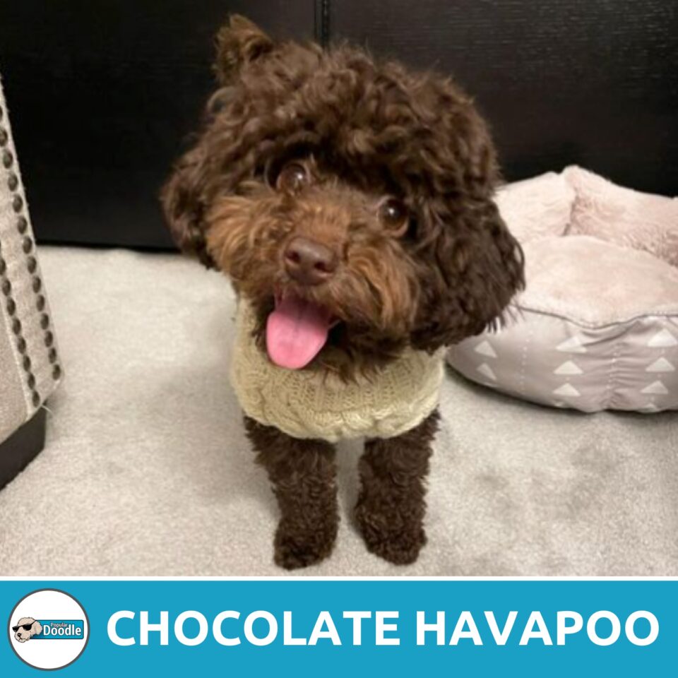 Havapoo Colors: Photo Gallery & Complete Guide