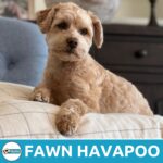 Havapoo Colors: Photo Gallery & Complete Guide