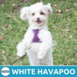 Havapoo Colors: Photo Gallery & Complete Guide