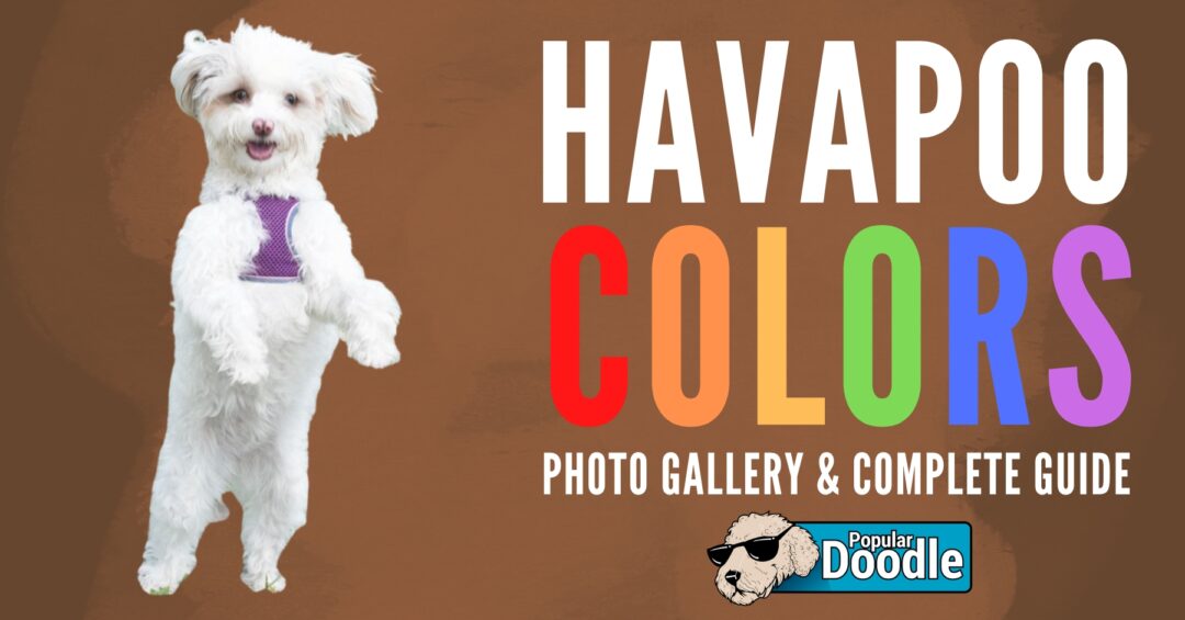 Havapoo Size Full Grown: How Big Do Havapoos Get? (Toy & Mini)