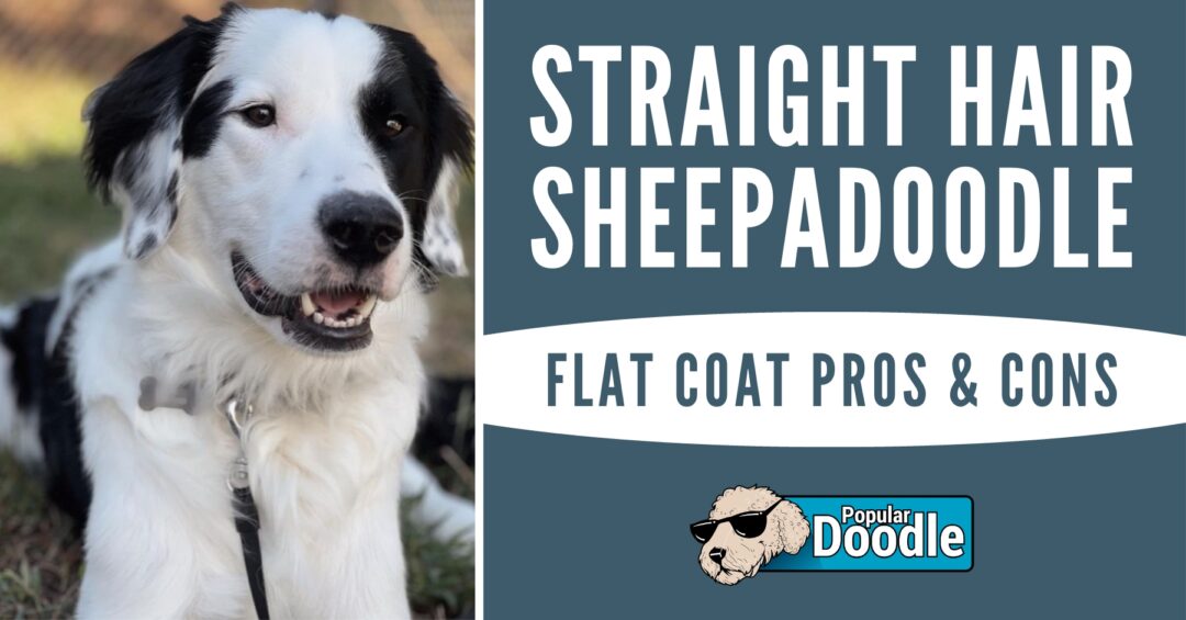 Sheepadoodle Haircut Styles (Before and After Grooming Photos)